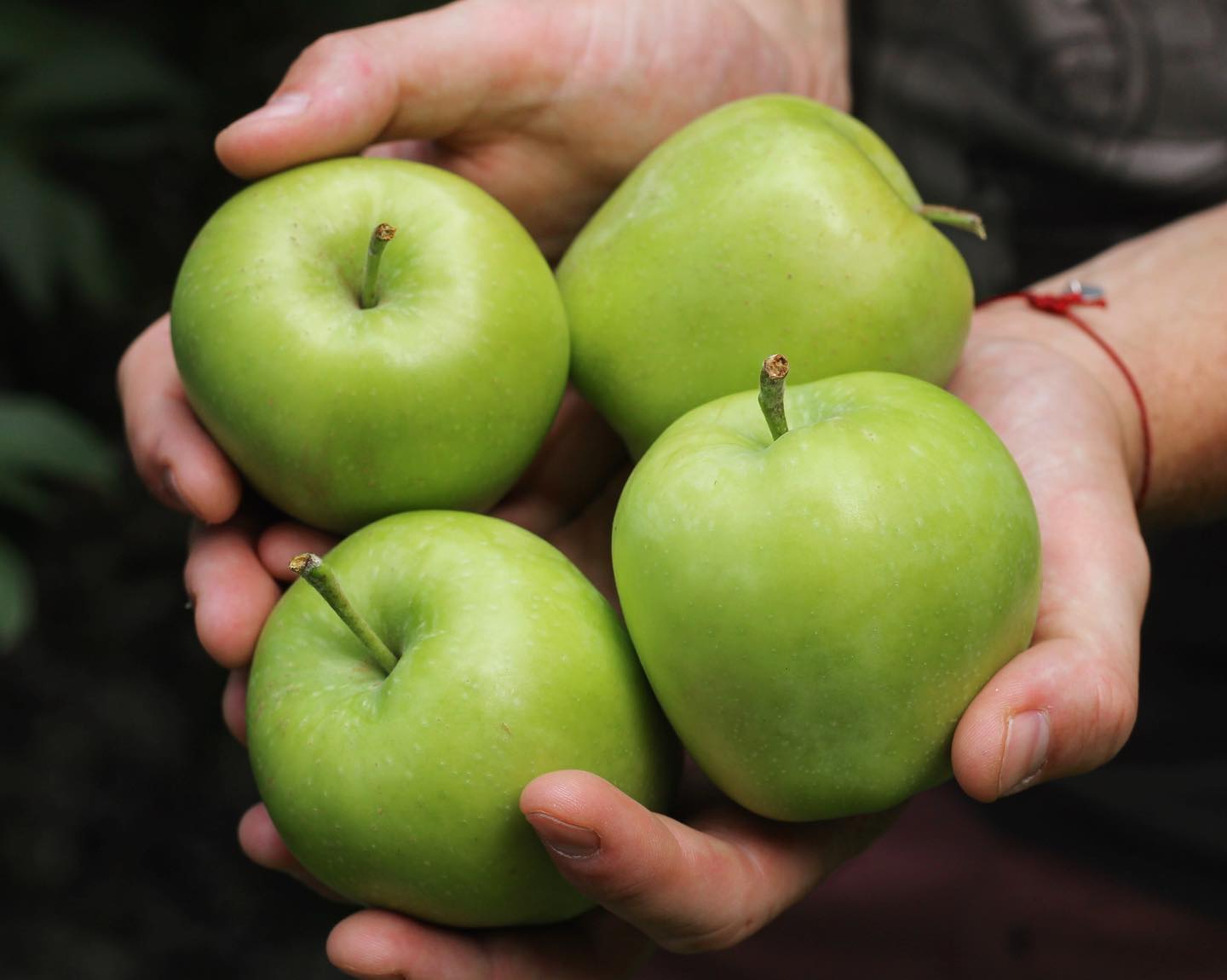 5 liečivých účinkov konzumovania jabĺk. Prečo ich jesť každý deň ...
